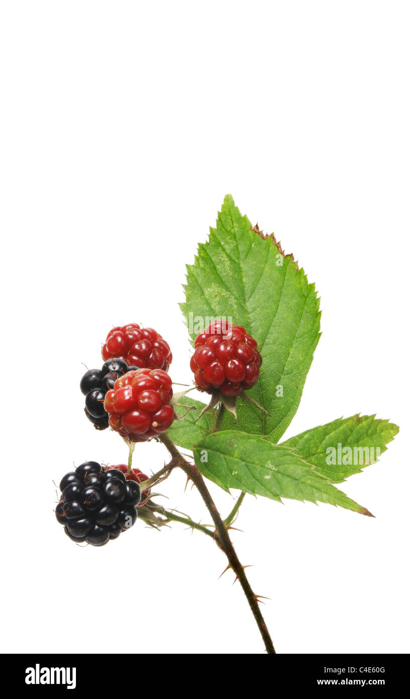 Autumn ripening Cut Out Stock Images & Pictures - Alamy