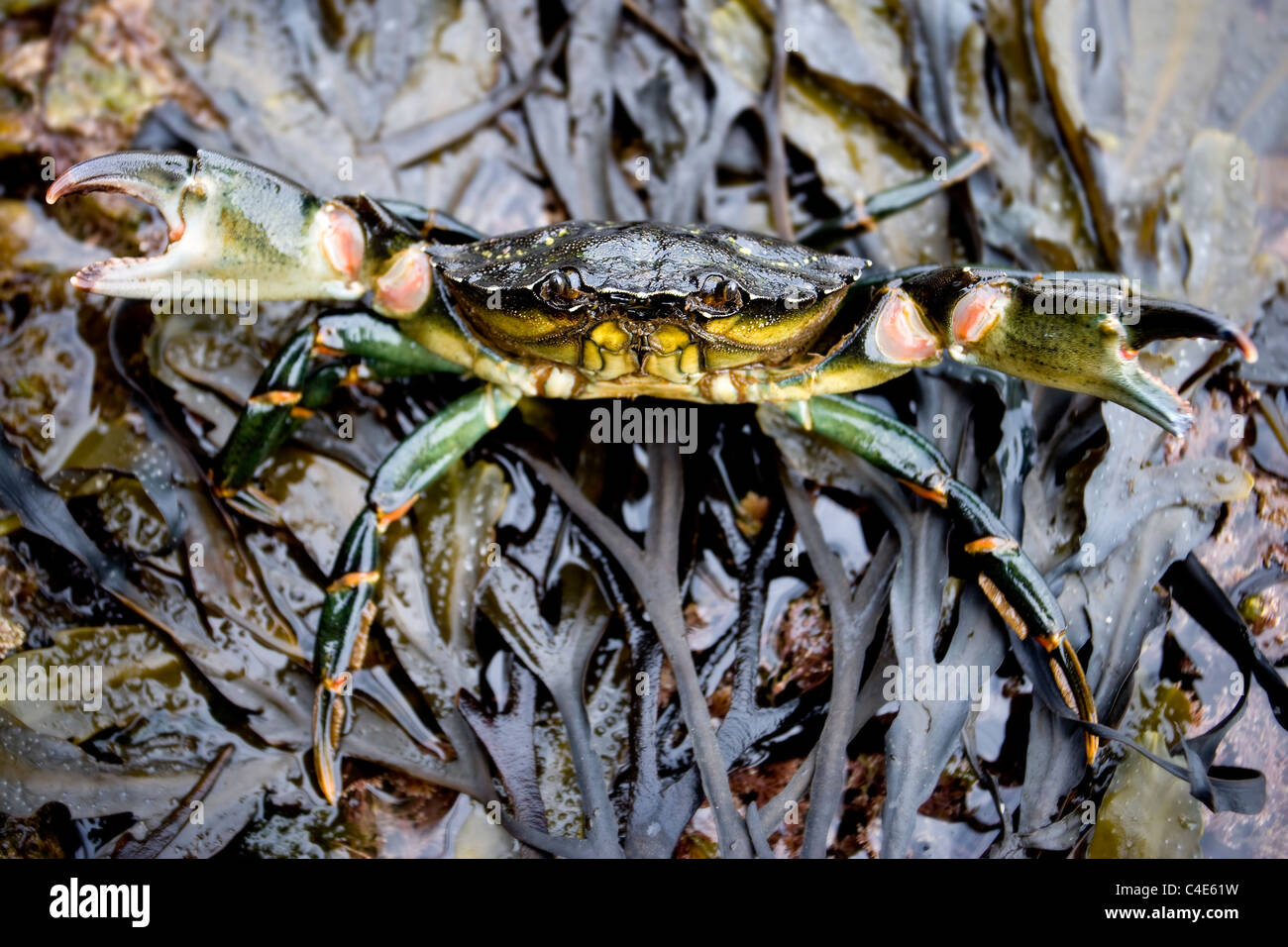Shore crab england hi-res stock photography and images - Alamy