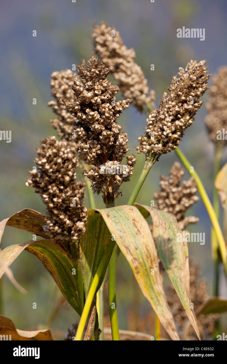 Sorghum hi-res stock photography and images - Alamy