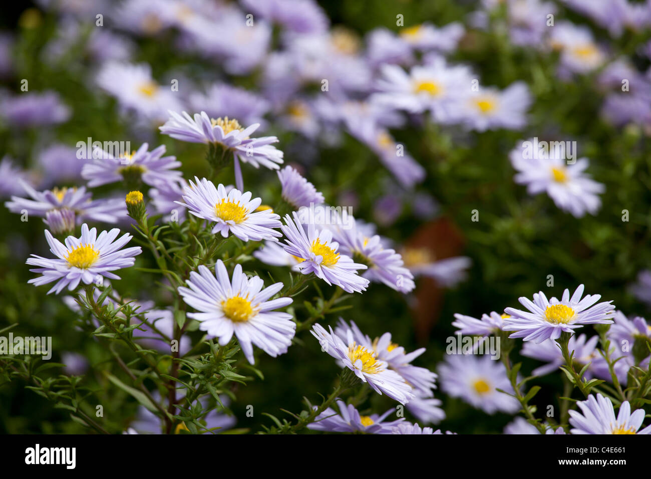 Michaelmas daisies hi-res stock photography and images - Alamy