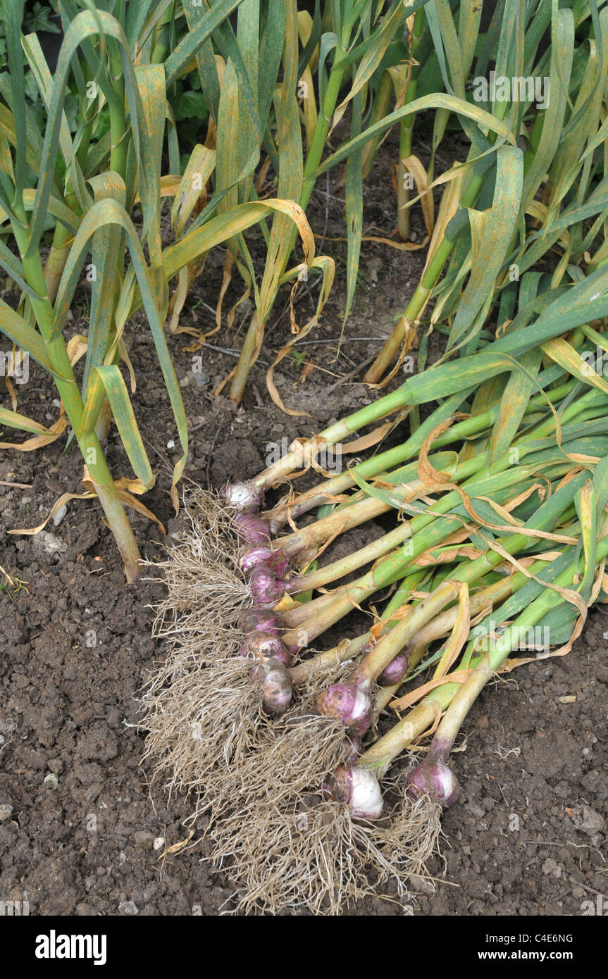 Freshly dug organic garlic in a Cornish organic garden Stock Photo - Alamy