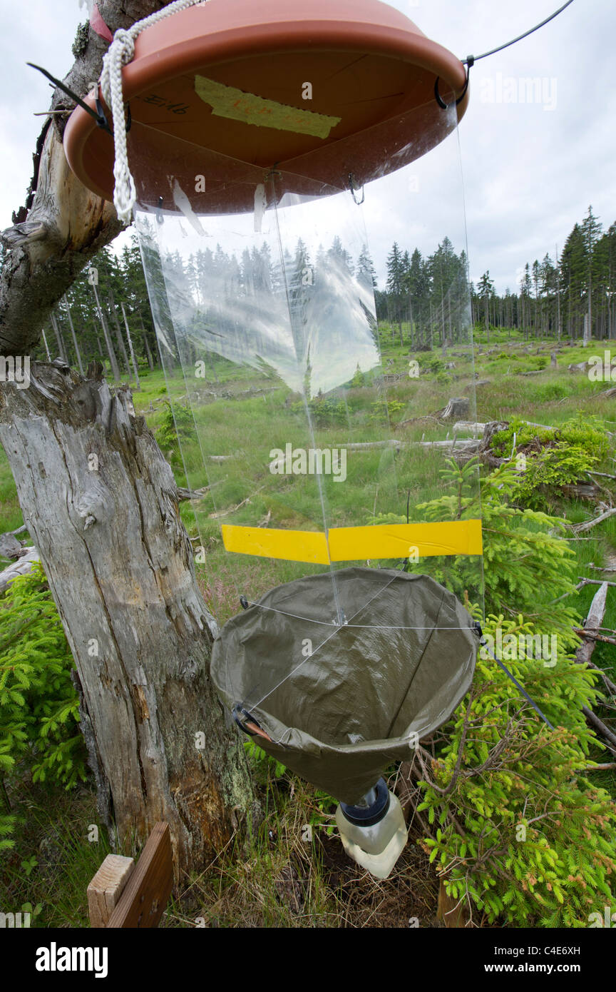 pheromone trap flytrap fly insect forest surroundings catch flies bug ...