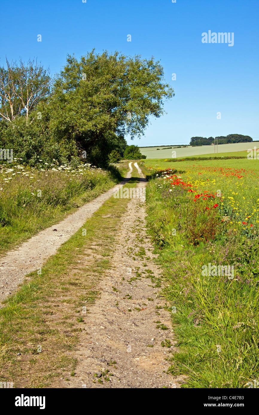 Farm track along poppy fields Stock Photo - Alamy