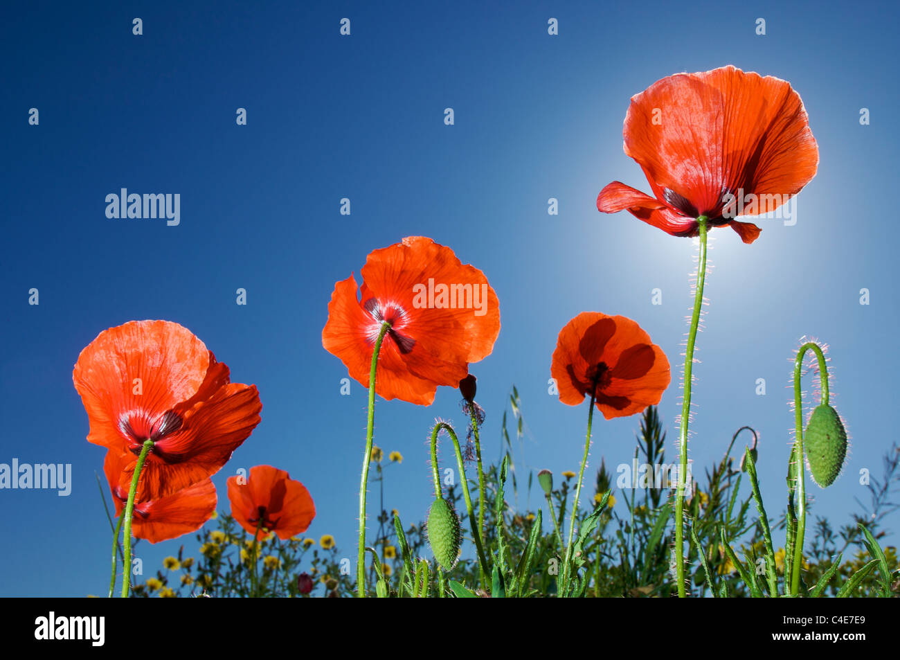 Poppies from below blue hi-res stock photography and images - Alamy