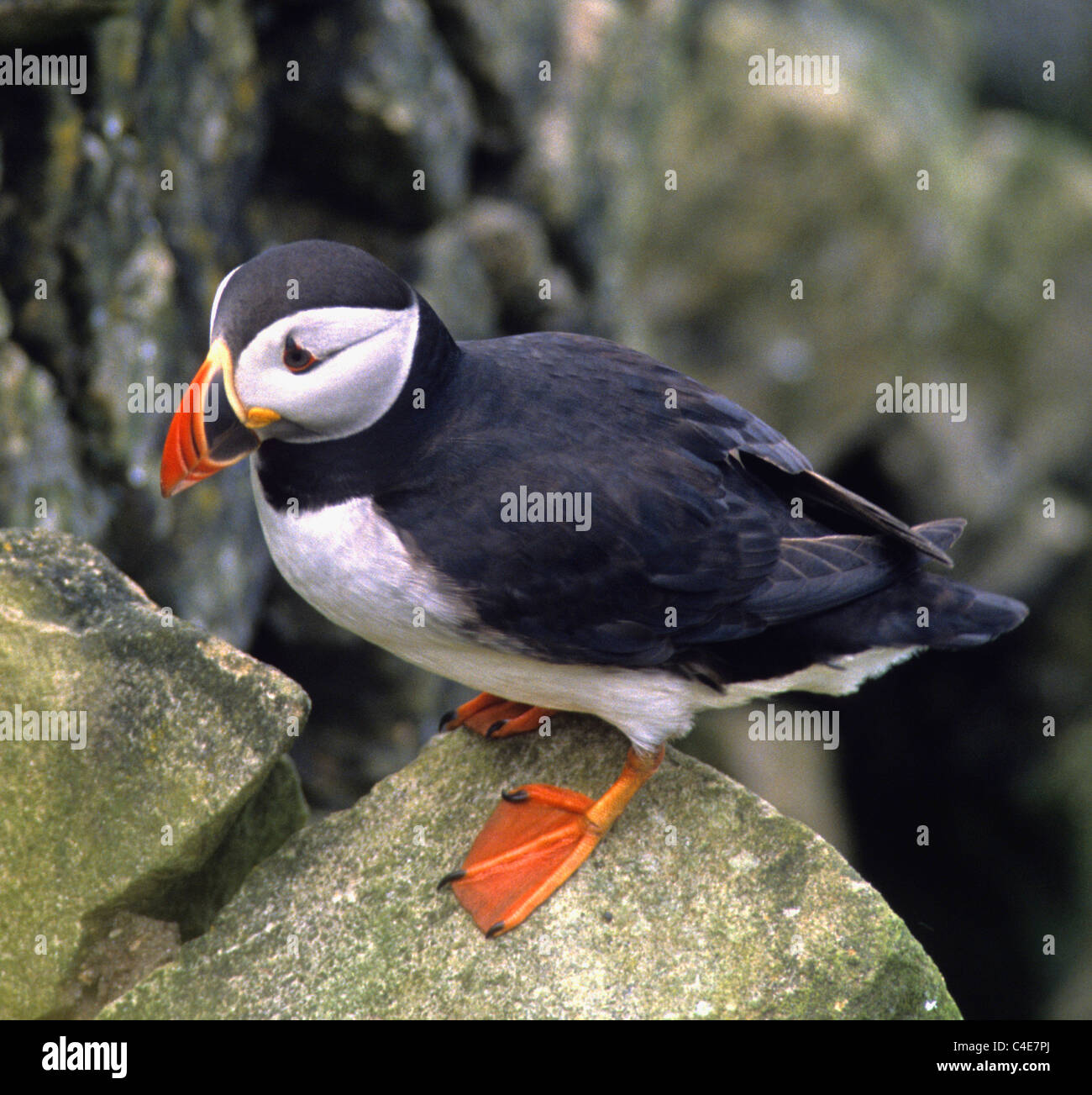 Puffins are any of three small species of auk (or alcids) in the bird ...