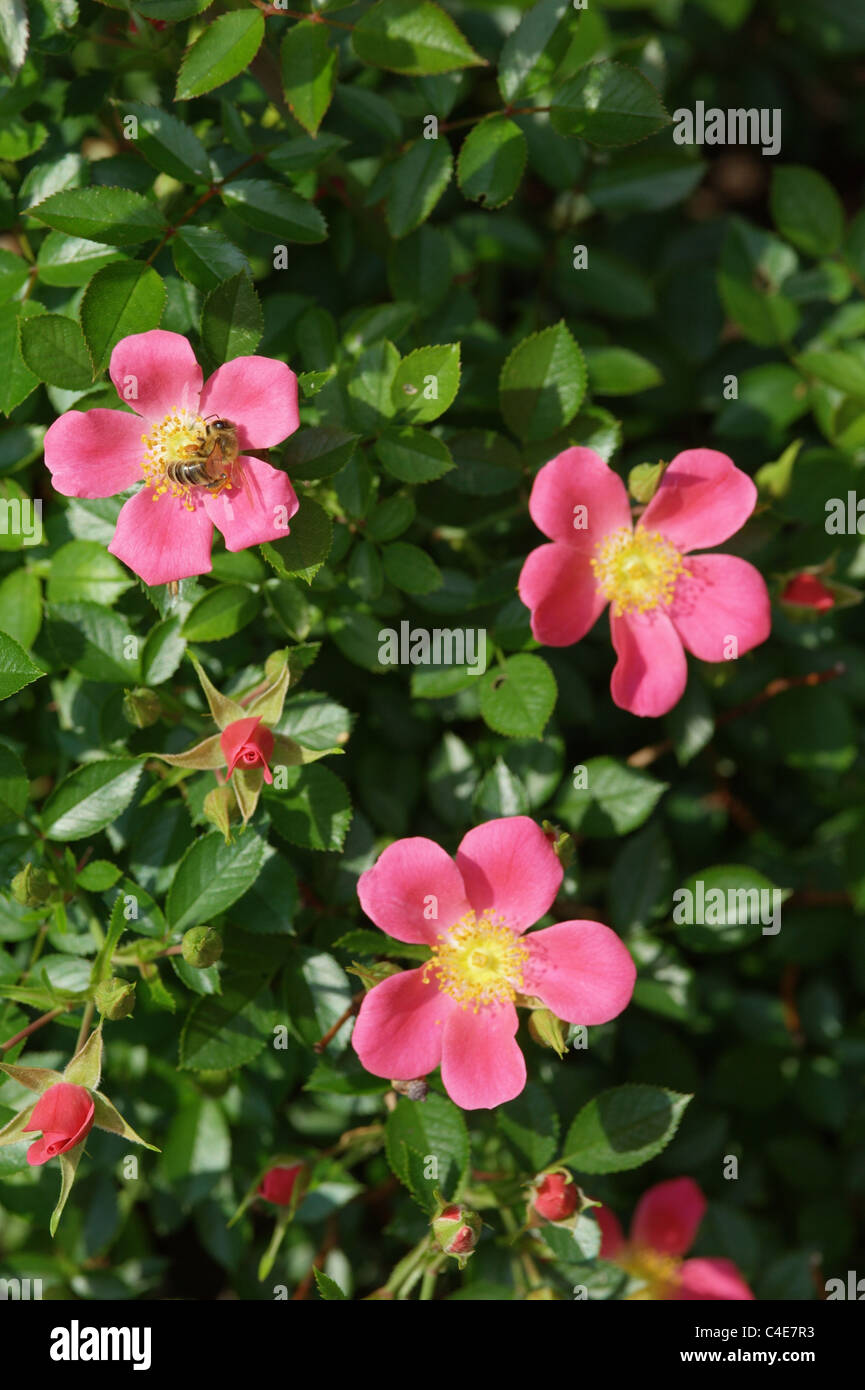 Overblown pink rose hi-res stock photography and images - Alamy