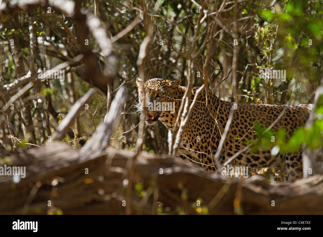 Dense Scrub High Resolution Stock Photography and Images - Alamy