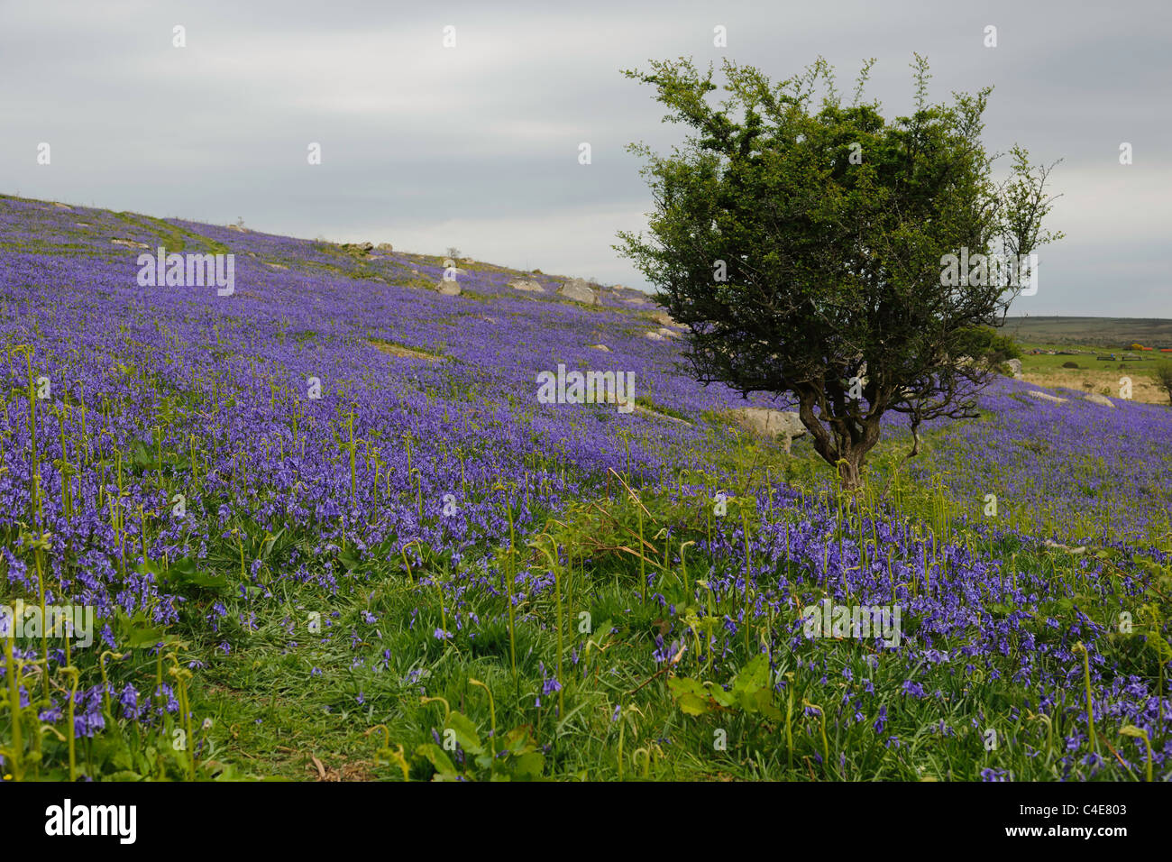 Devon bluebells hi-res stock photography and images - Alamy
