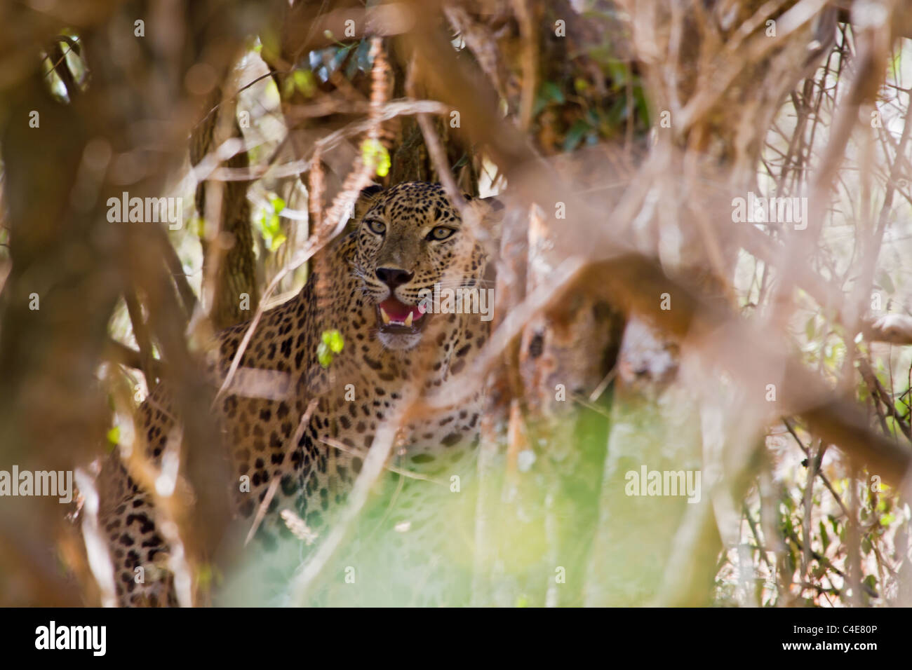 Dense scrub hi-res stock photography and images - Alamy