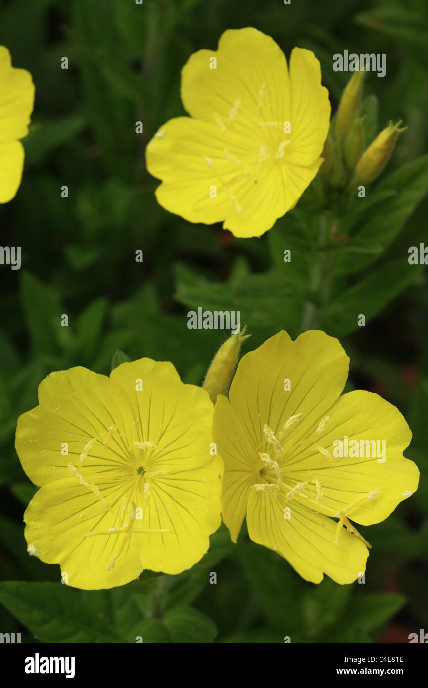 Evening primrose oenothera fruticosa hi-res stock photography and ...