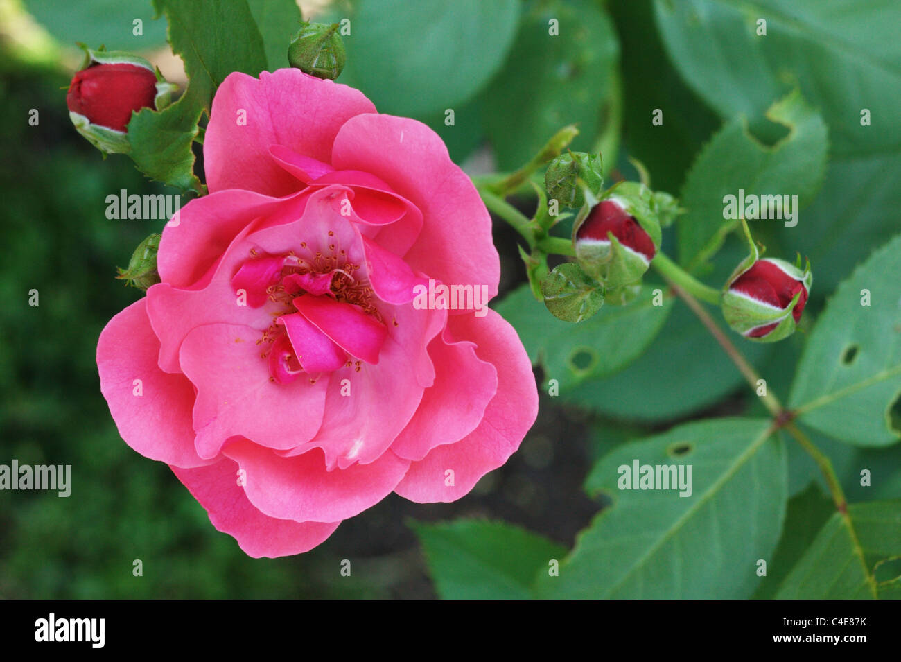 Beautiful pink rose Stock Photo - Alamy