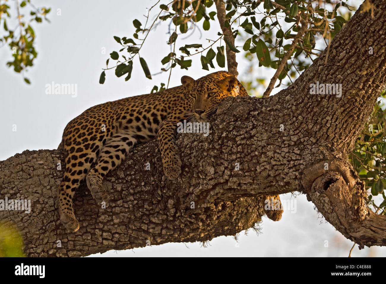 Leopard tree hi-res stock photography and images - Alamy