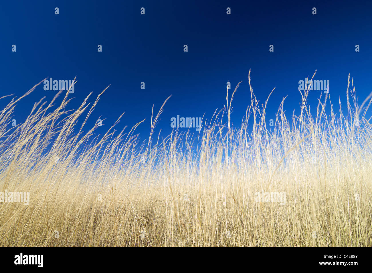 Yellow clary hi-res stock photography and images - Alamy