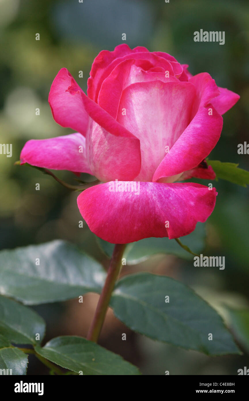 Beautiful pink rose Stock Photo - Alamy