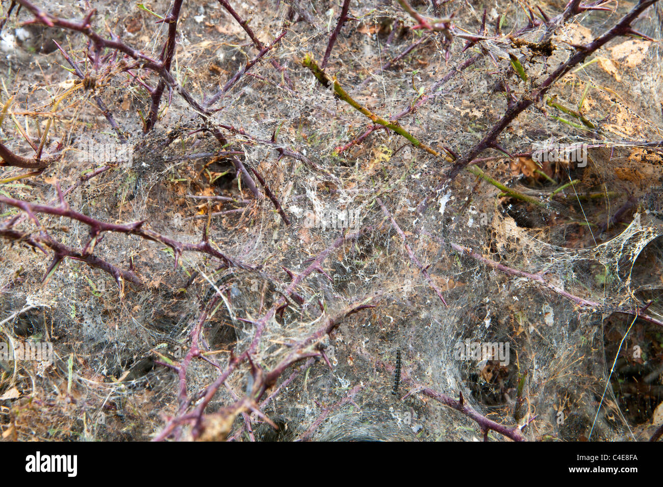 Hedgerow showing attack by ermine moth with larval web Stock Photo - Alamy