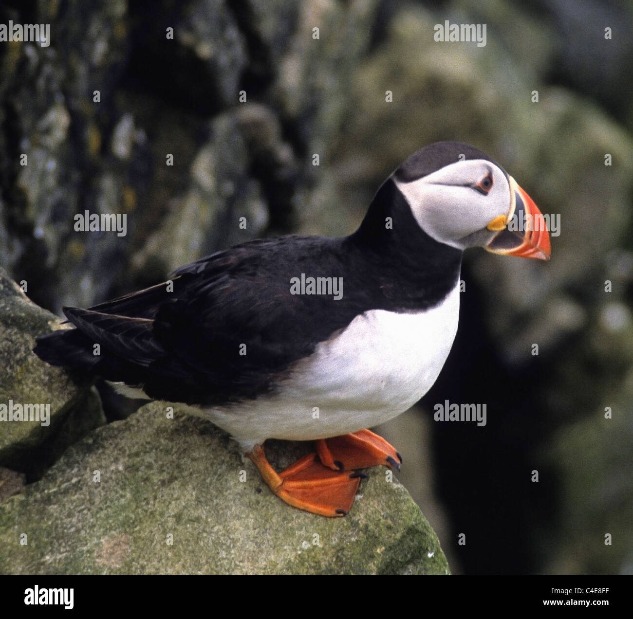 Puffins are any of three small species of auk (or alcids) in the bird ...