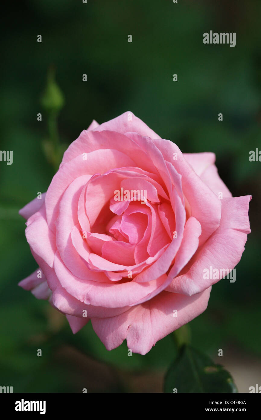 Beautiful pink rose Stock Photo - Alamy