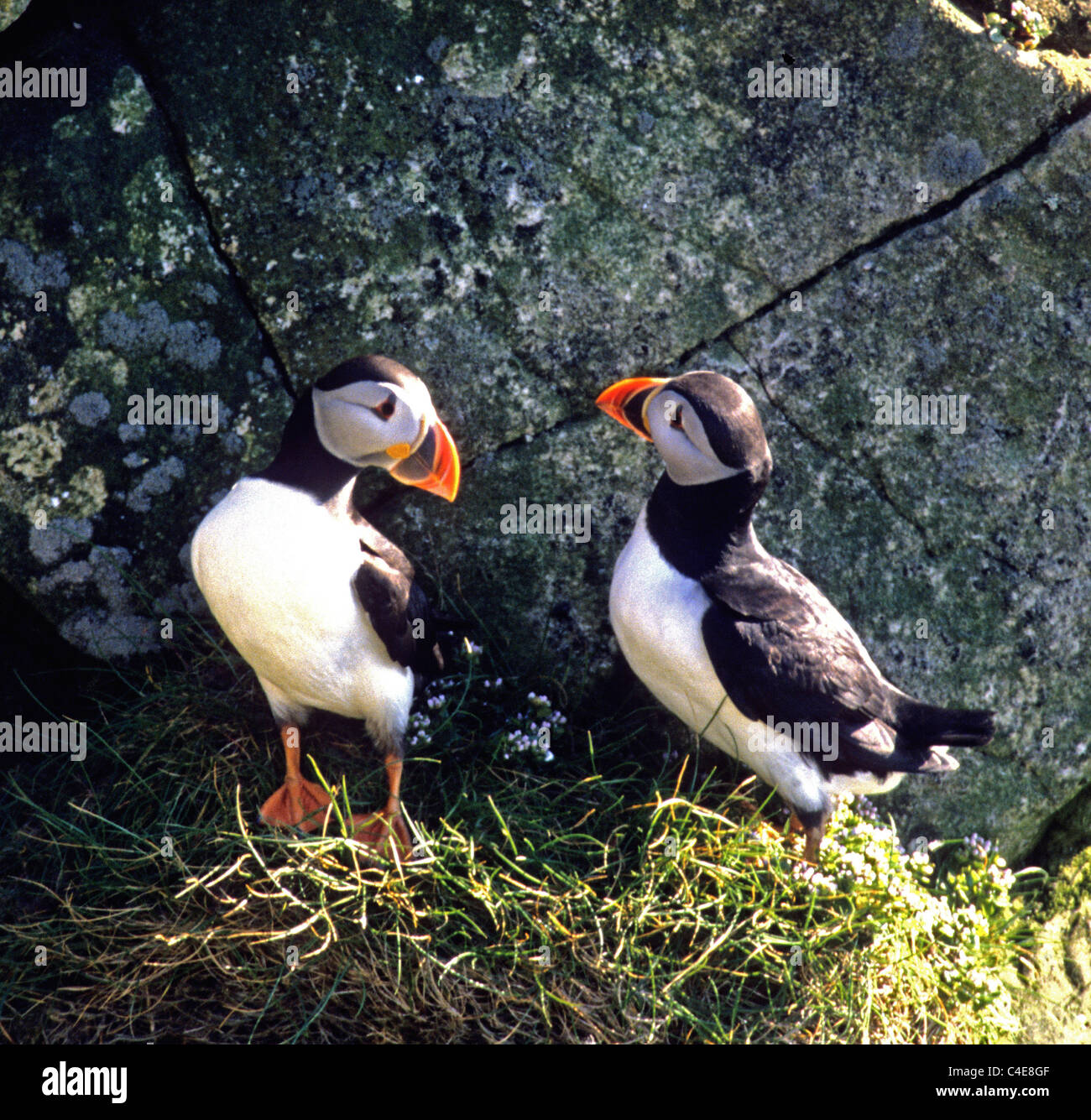 Puffins are any of three small species of auk (or alcids) in the bird ...