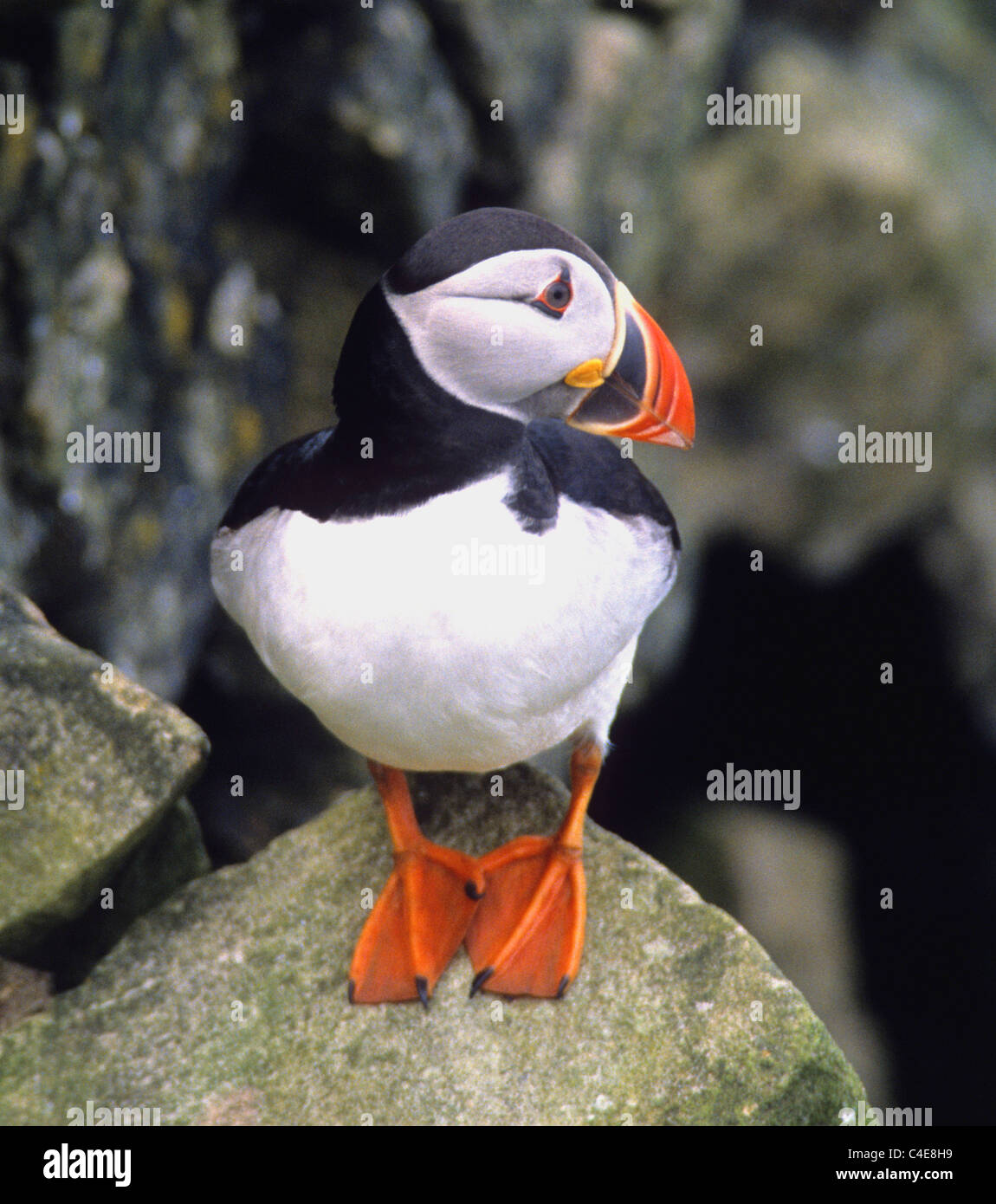 Puffins are any of three small species of auk (or alcids) in the bird ...