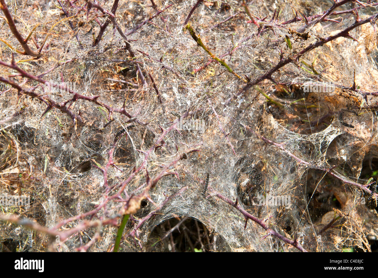 Hedgerow showing attack by ermine moth with larval web Stock Photo - Alamy