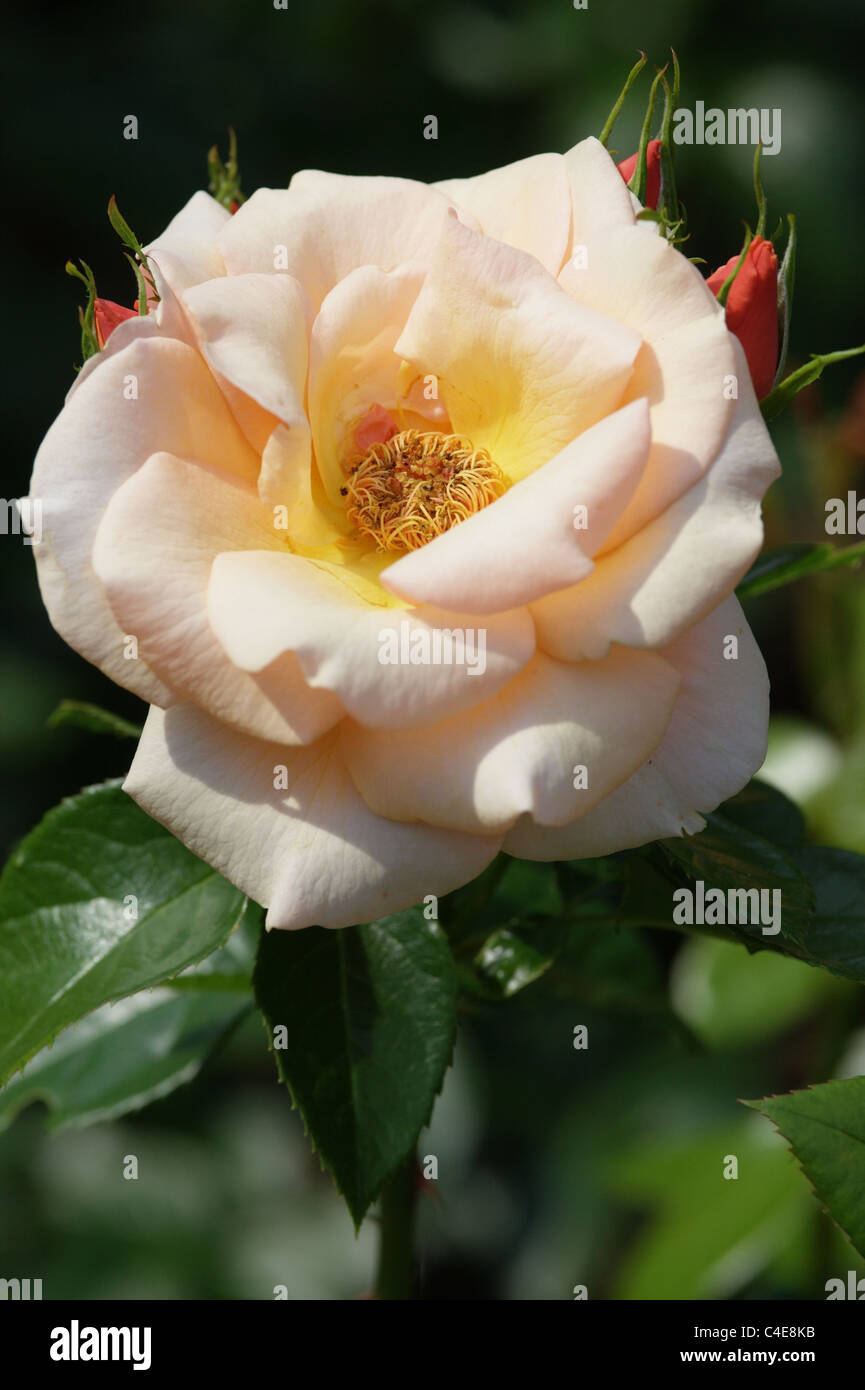 Beautiful rose blooming in garden Stock Photo - Alamy