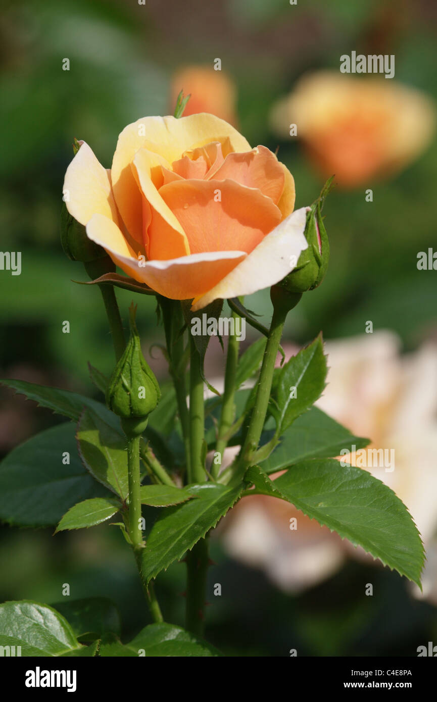 Beautiful rose blooming in garden Stock Photo - Alamy