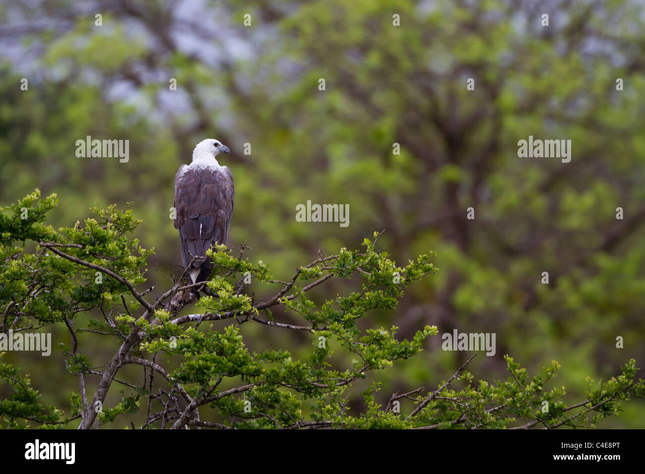 White bellied sea eagle sri lanka hi-res stock photography and images ...