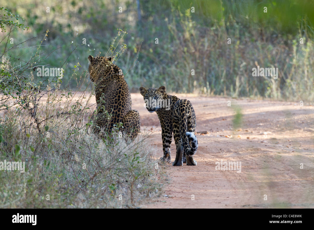 Leopard yala wildlife park sri lanka hi-res stock photography and ...
