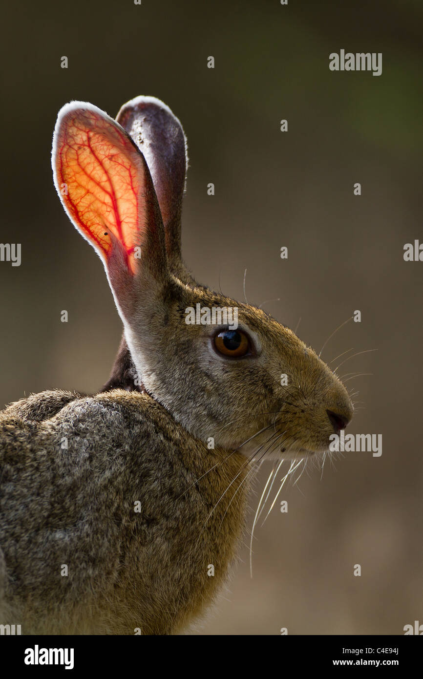 Black Naped Hare (Lepus nigricollis), also known as Indian Hare at Yala ...