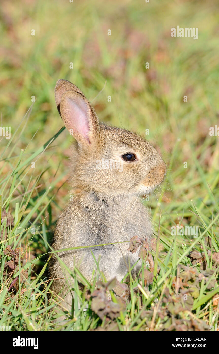 European Rabbits, oryctolagus cunniculus, youngsters outside warren ...