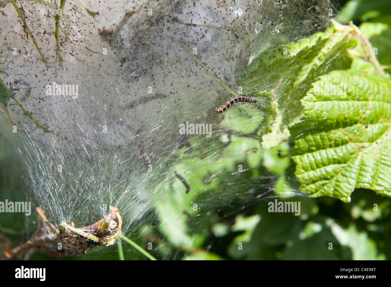 Hedgerow showing attack by ermine moth with larval web Stock Photo - Alamy