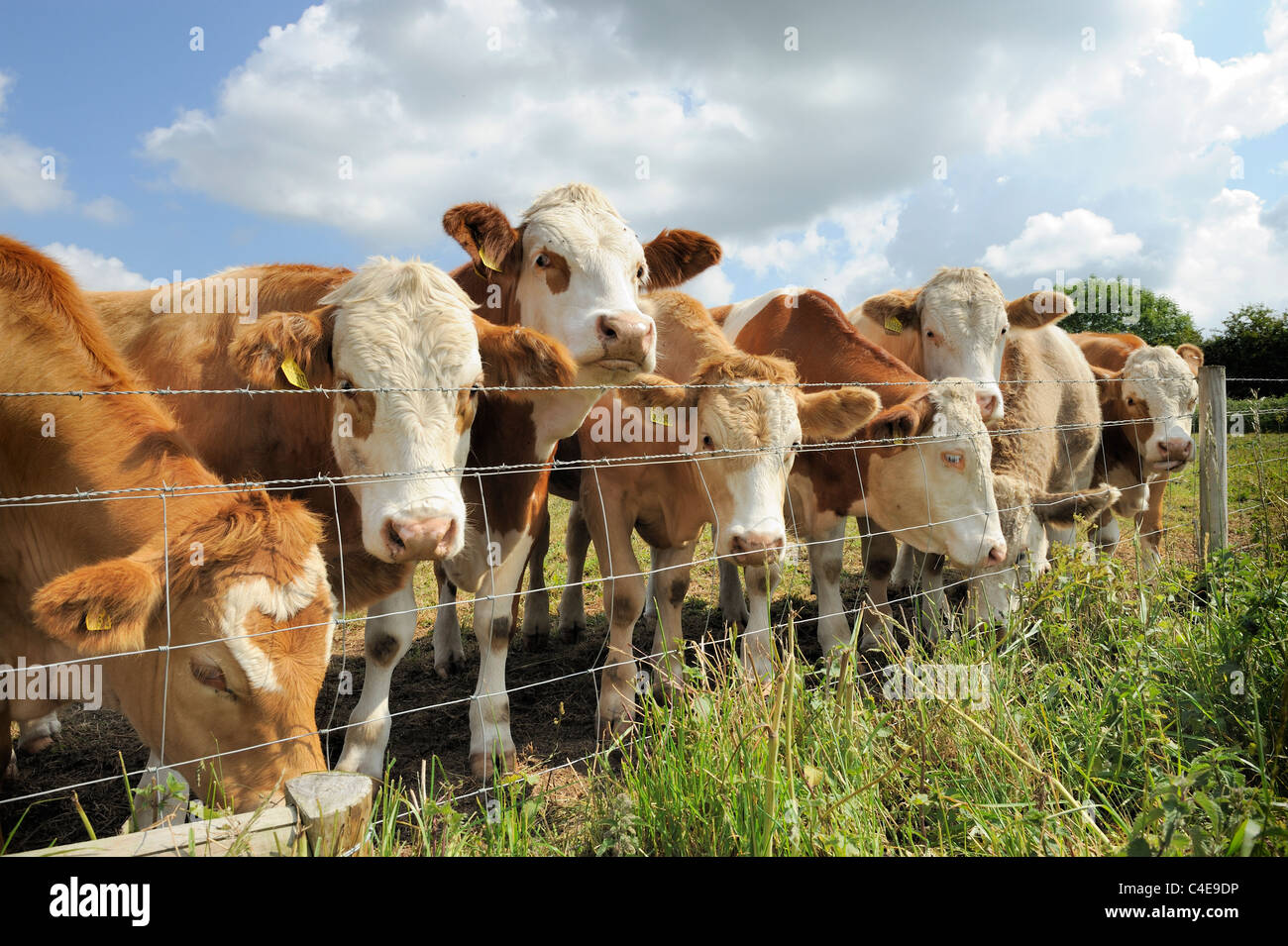 Beef steers looking over fence, , Norfolk, England June Stock Photo - Alamy