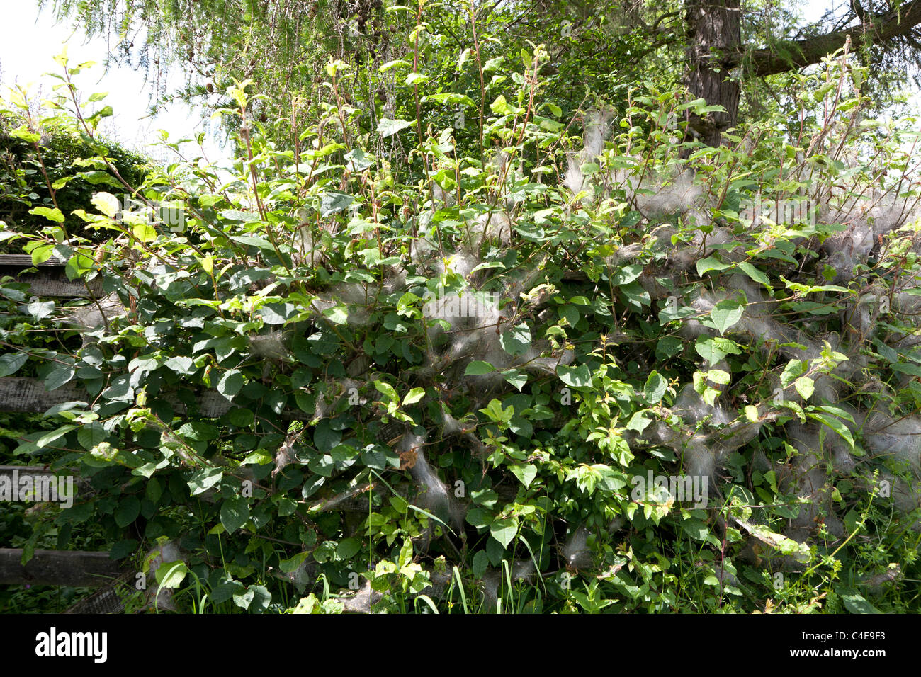 Yponomeutoidea hi-res stock photography and images - Alamy