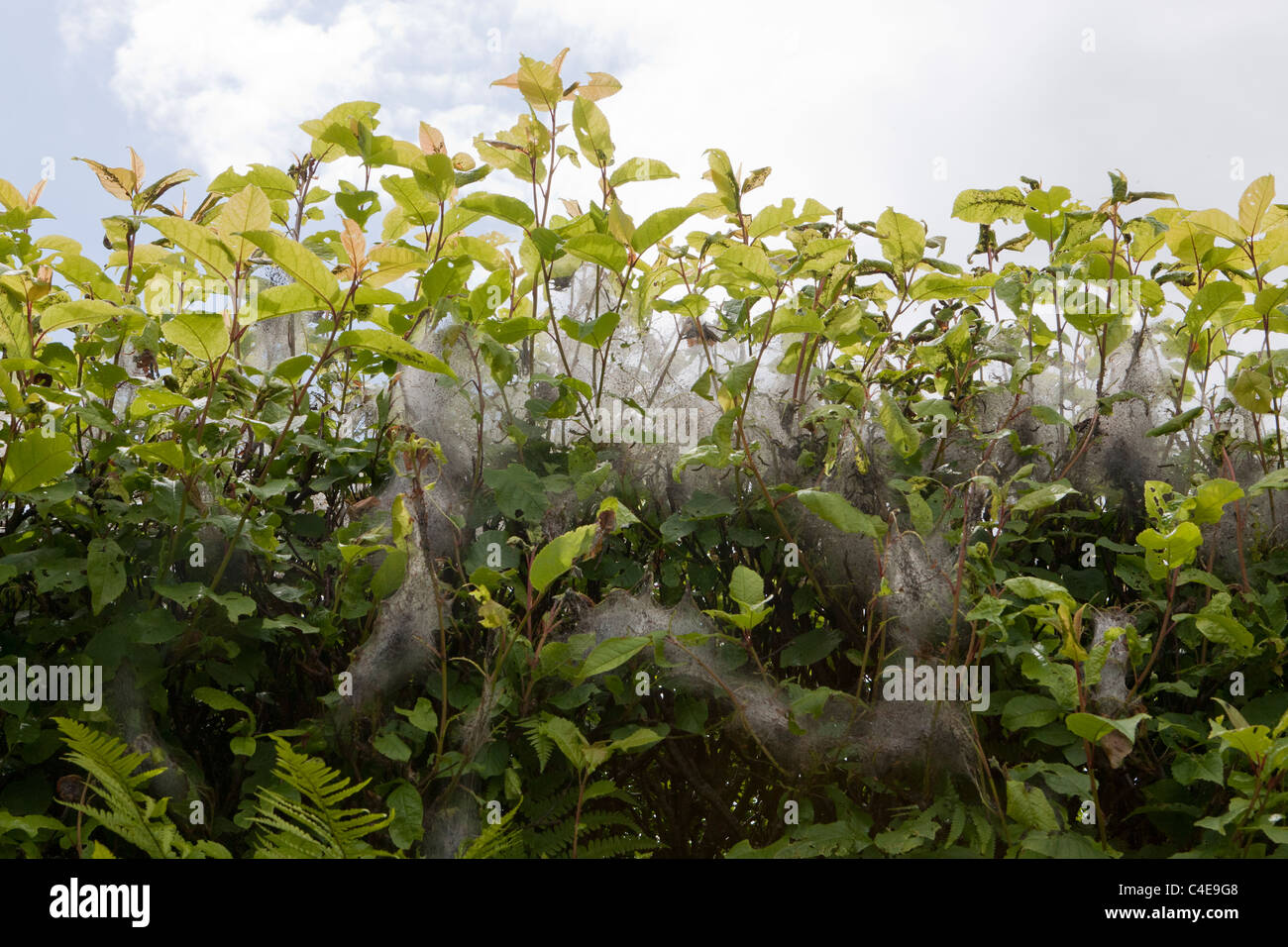 Hedgerow showing attack by ermine moth with larval web Stock Photo - Alamy