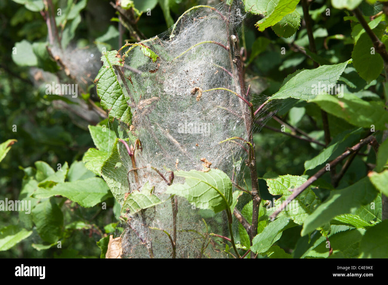 Hedgerow showing attack by ermine moth with larval web Stock Photo - Alamy