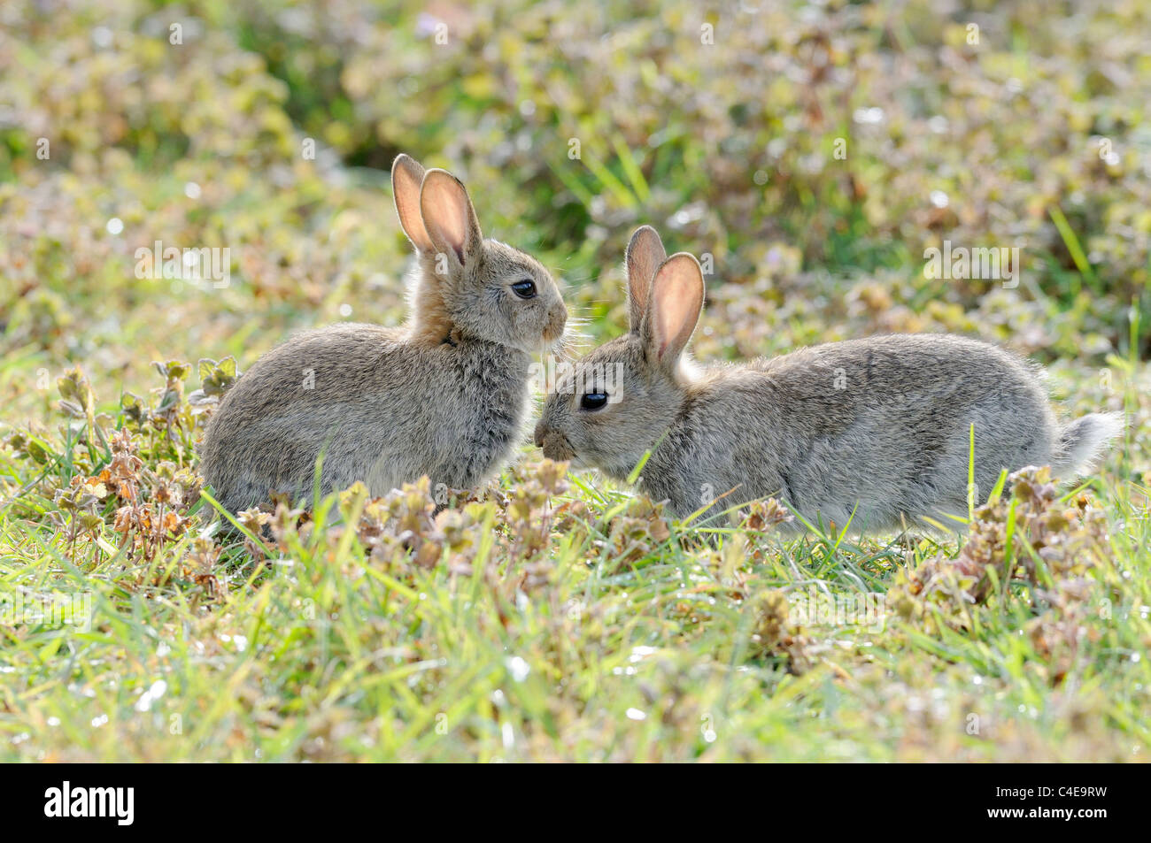 European Rabbits, oryctolagus cunniculus, youngsters outside warren ...