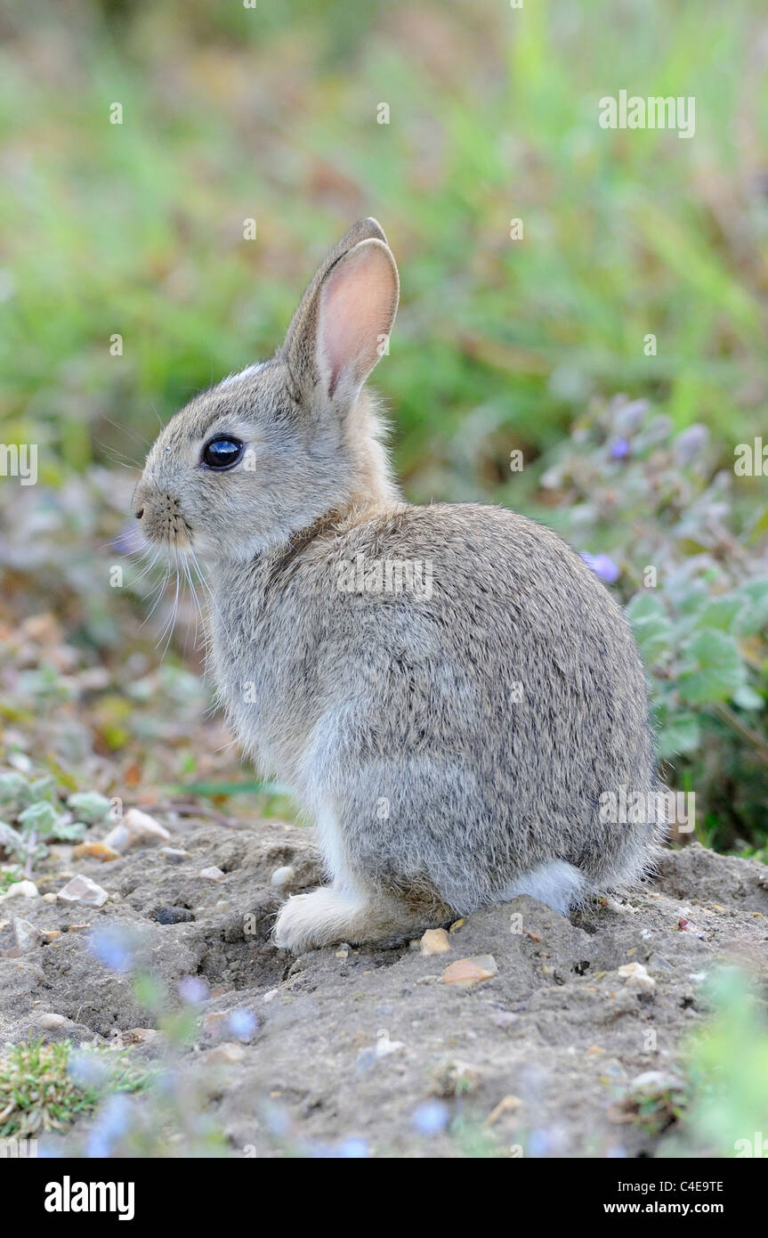 European Rabbits, oryctolagus cunniculus, youngsters outside warren ...
