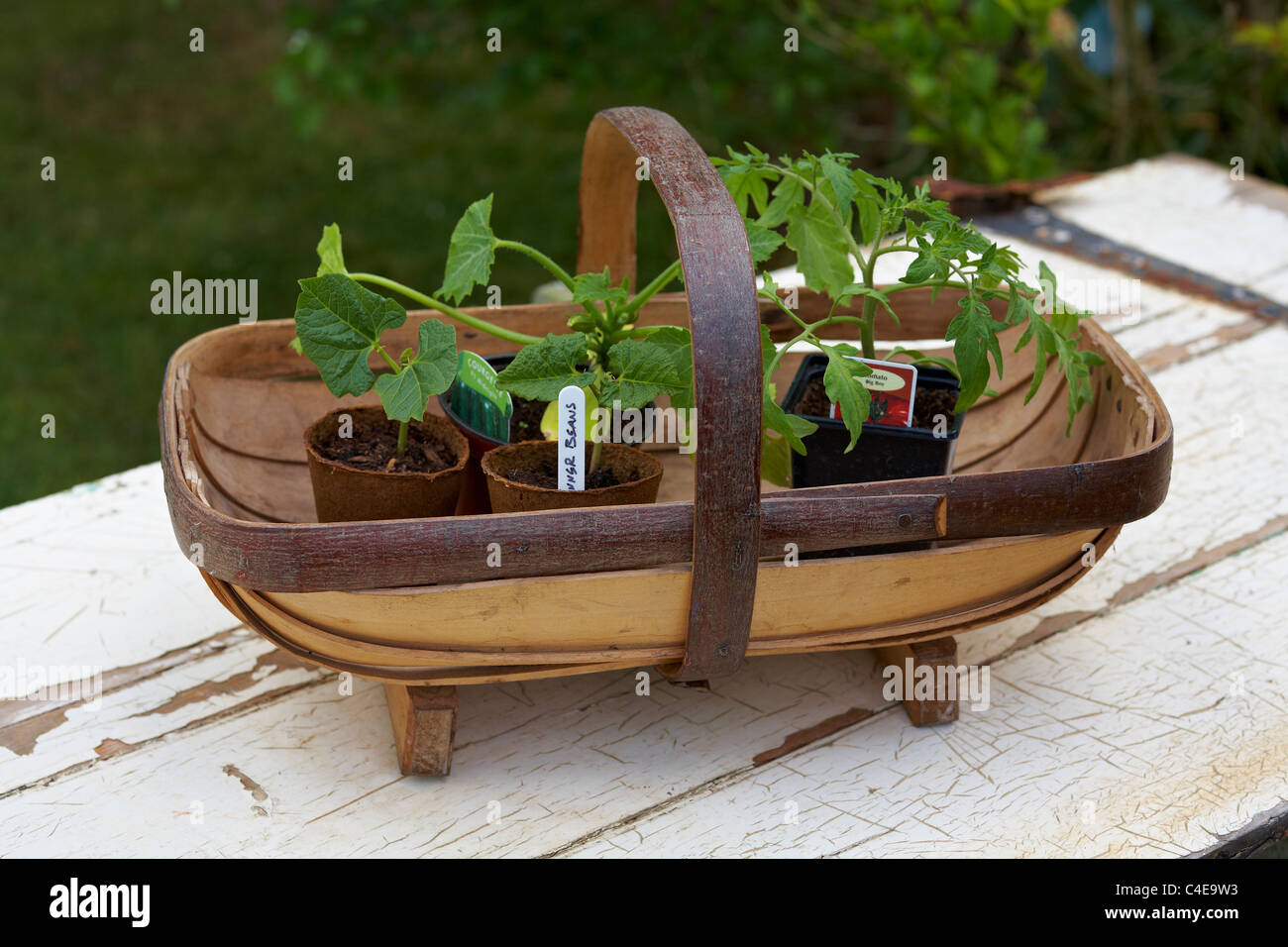 Traditional Sussex hand made garden Trug containing runner beans ...