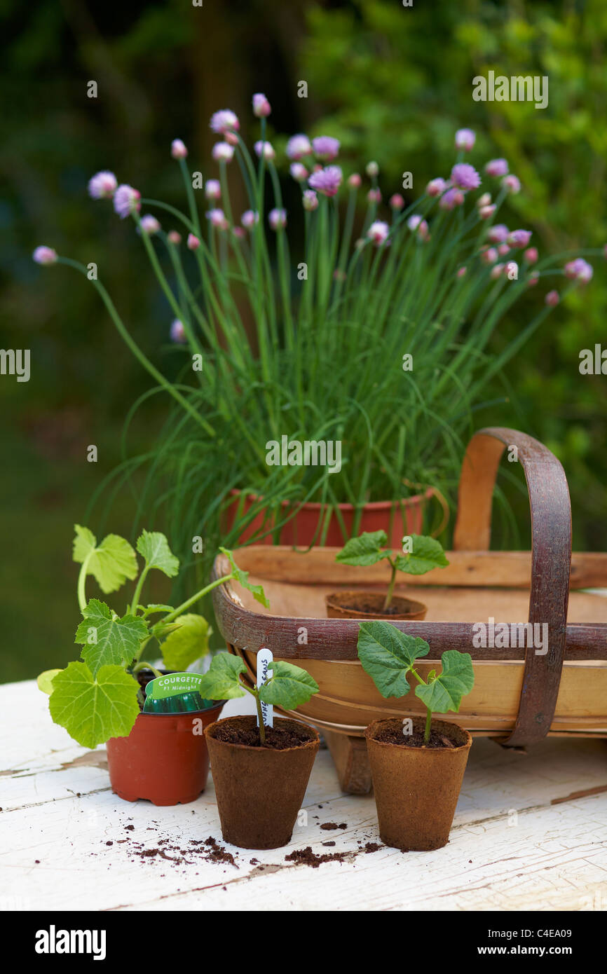 Traditional Sussex hand made garden Trug with runner beans and ...