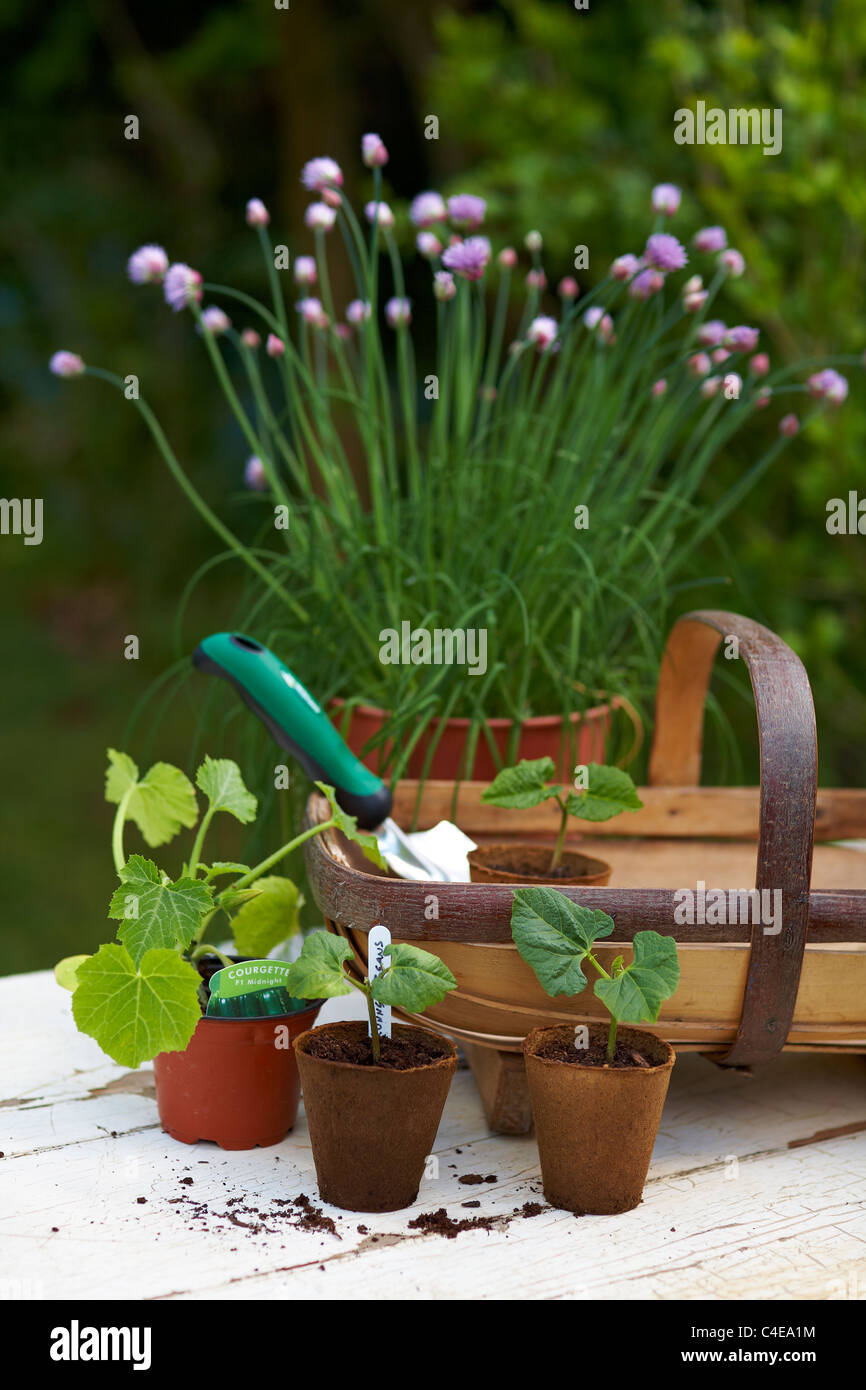 Traditional Sussex hand made garden Trug with runner beans and ...