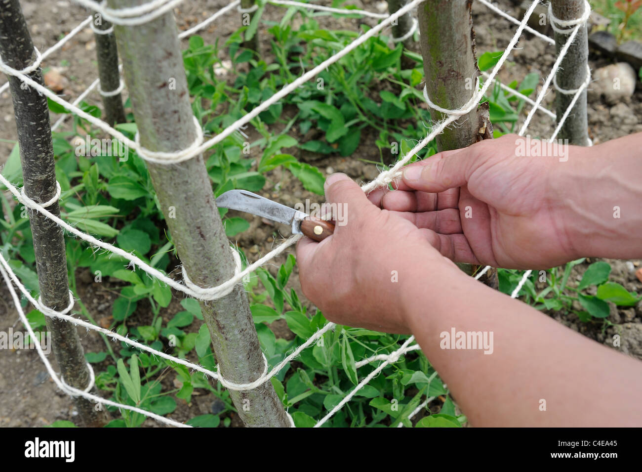 Training plants, Gardener securing string around hazel wigwam to ...