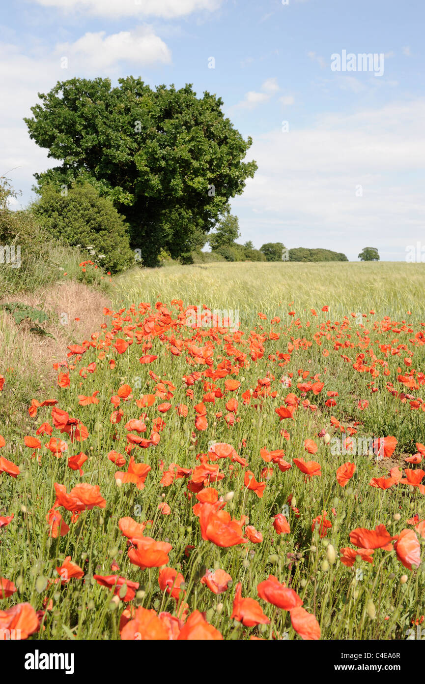 wildflowers growing on farm land Stock Photo - Alamy