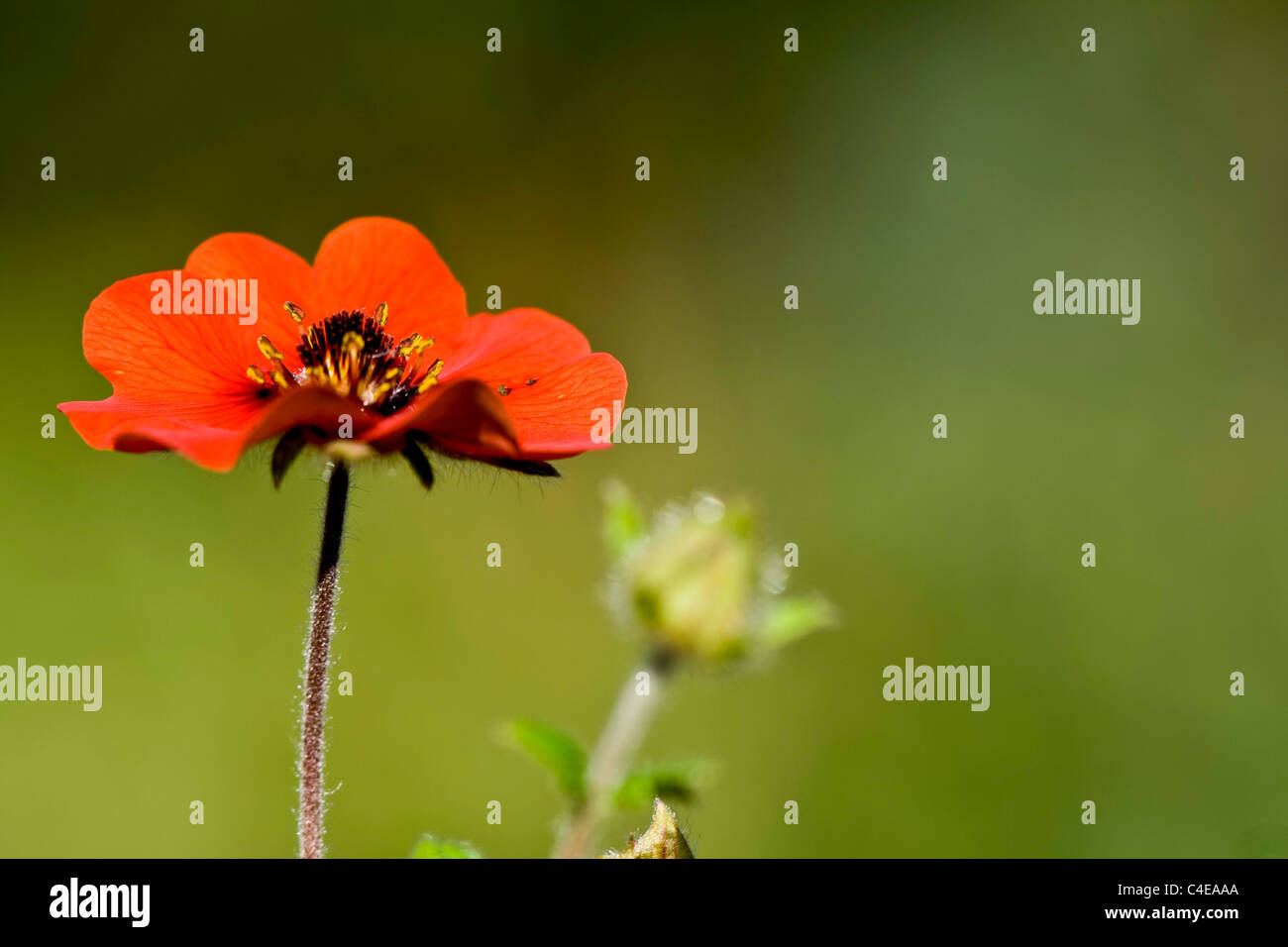 flower shallow depth of field Stock Photo - Alamy