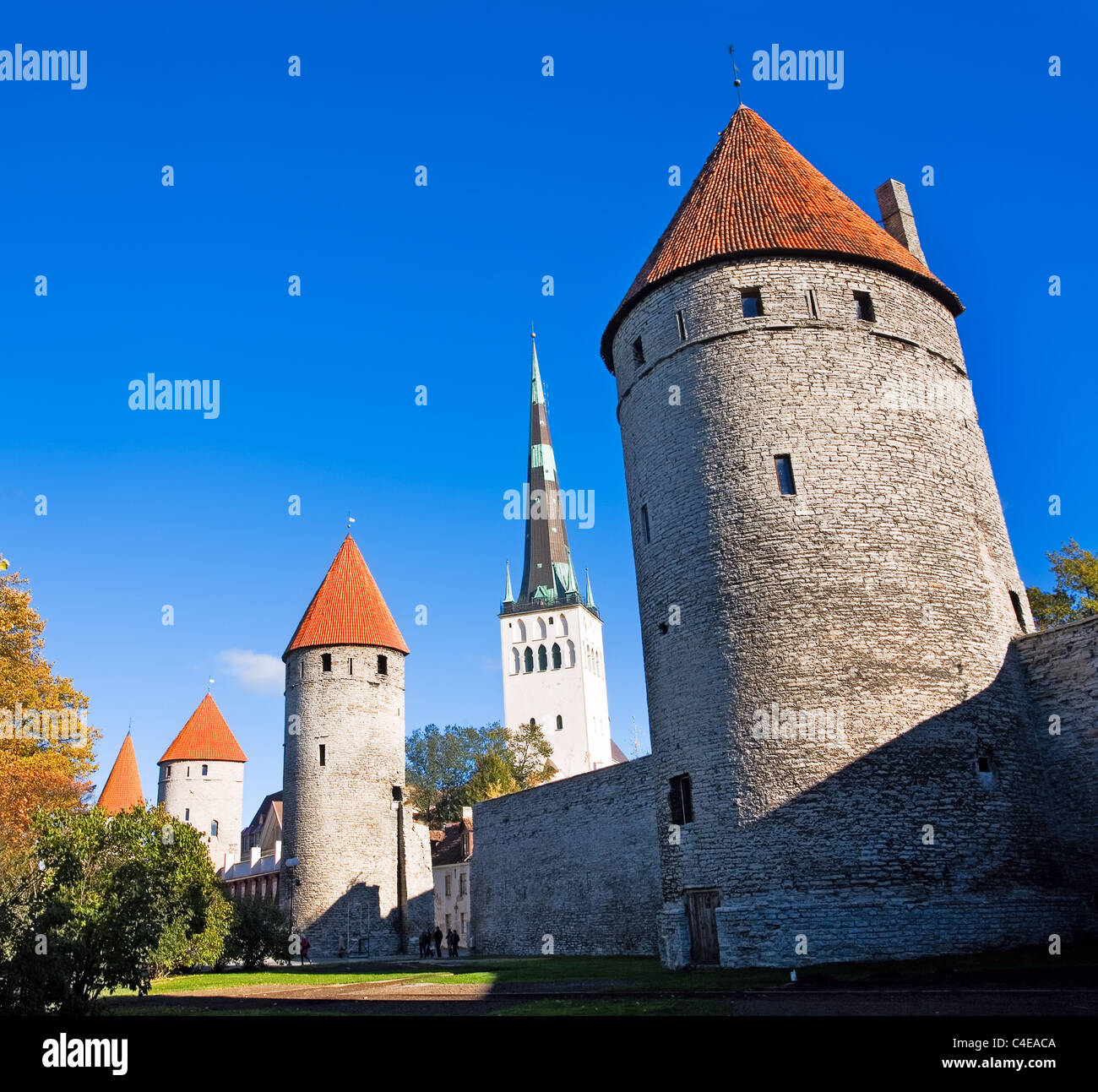 Coniform hi-res stock photography and images - Alamy