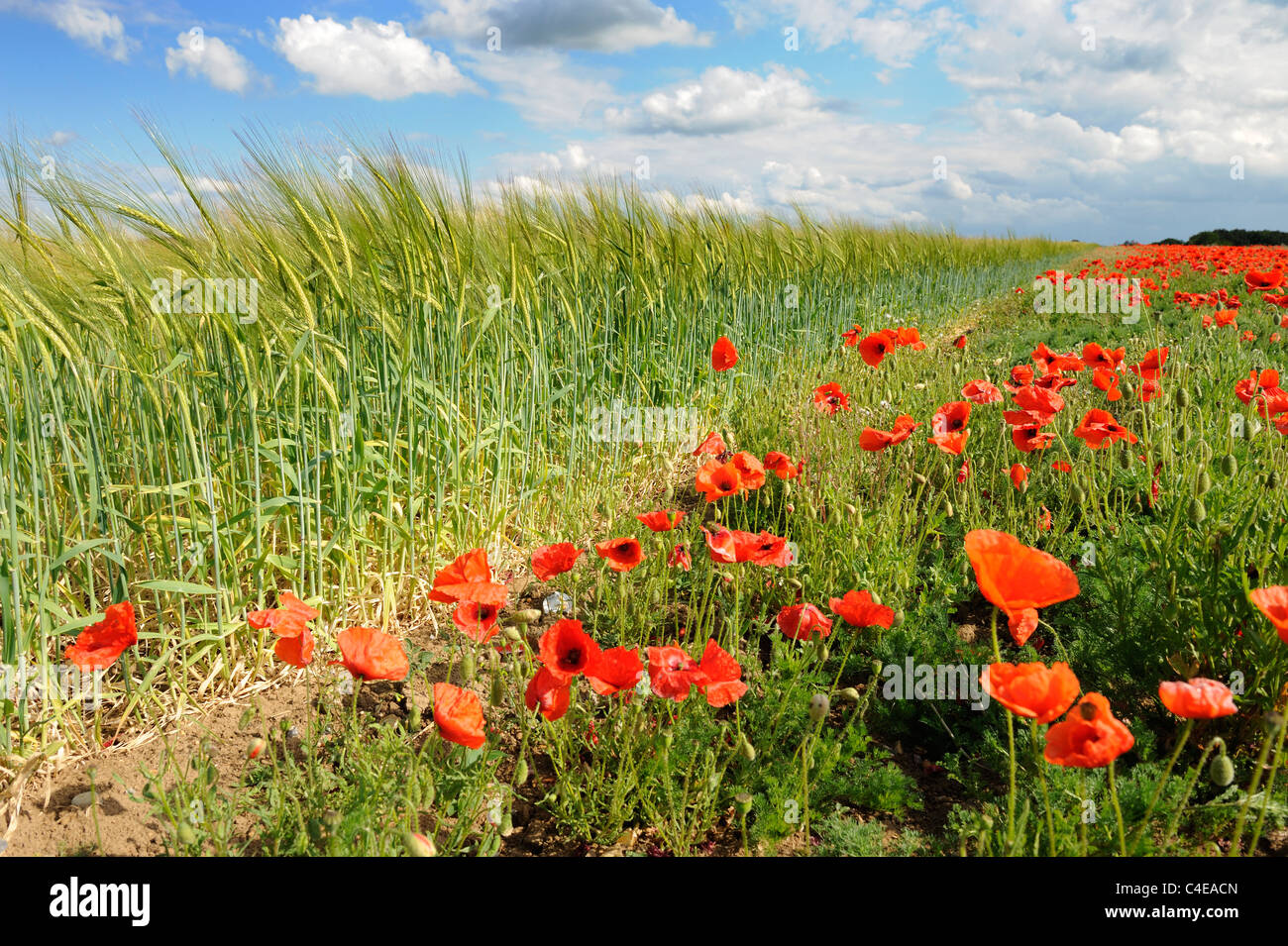 wildflowers growing on farm land Stock Photo - Alamy