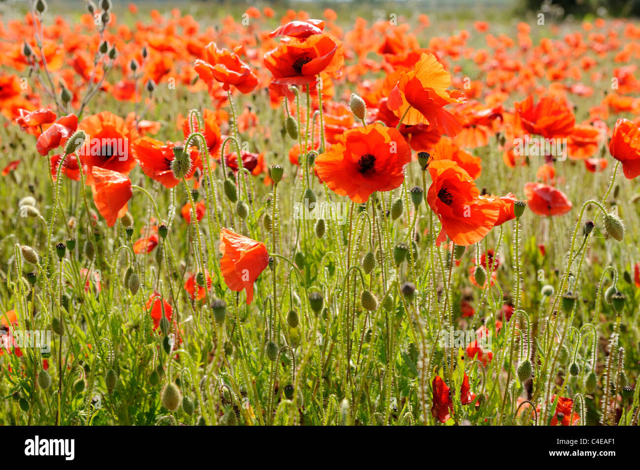 wildflowers growing on farm land Stock Photo - Alamy