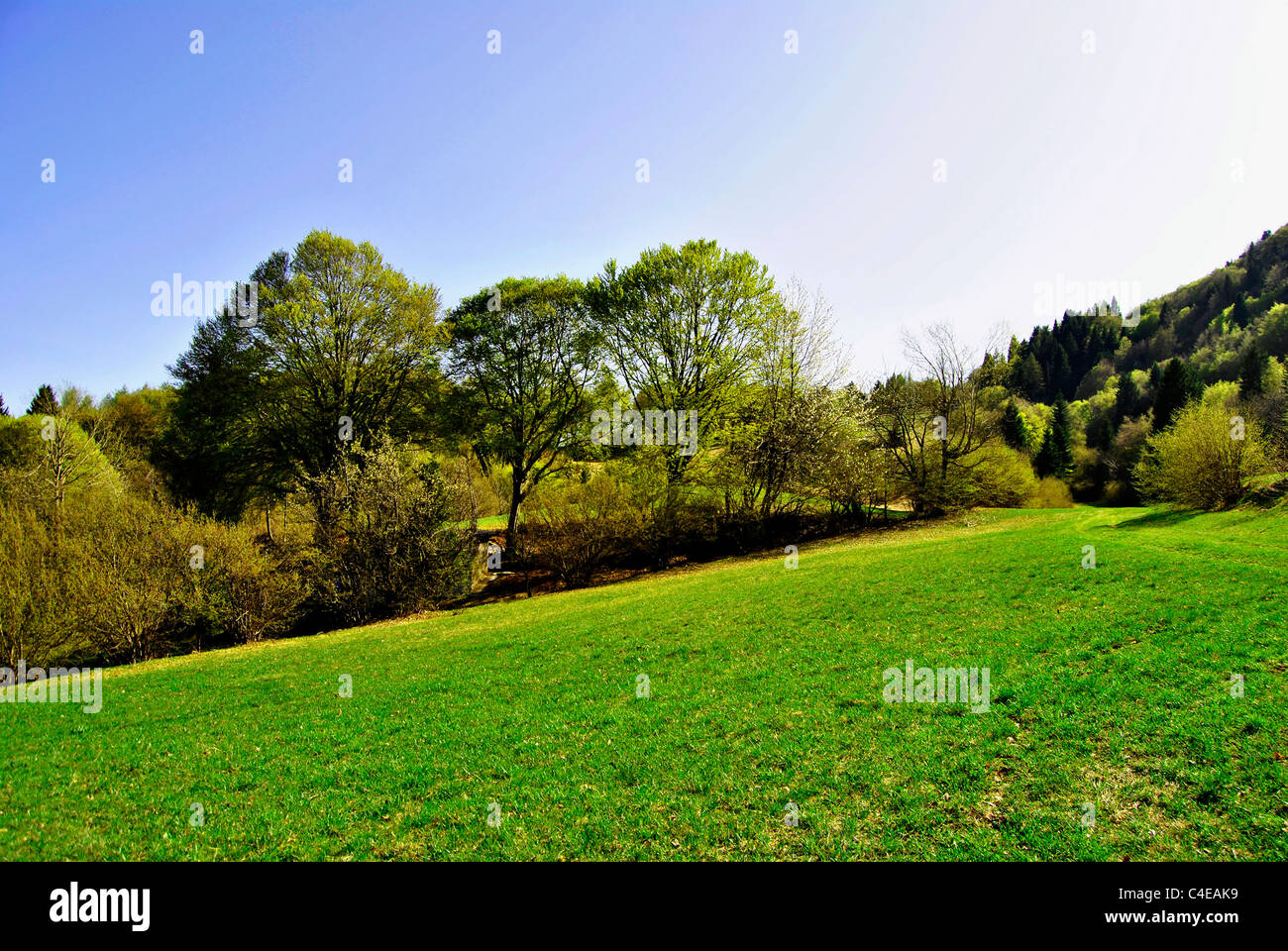 woods and meadows in the spring Stock Photo - Alamy