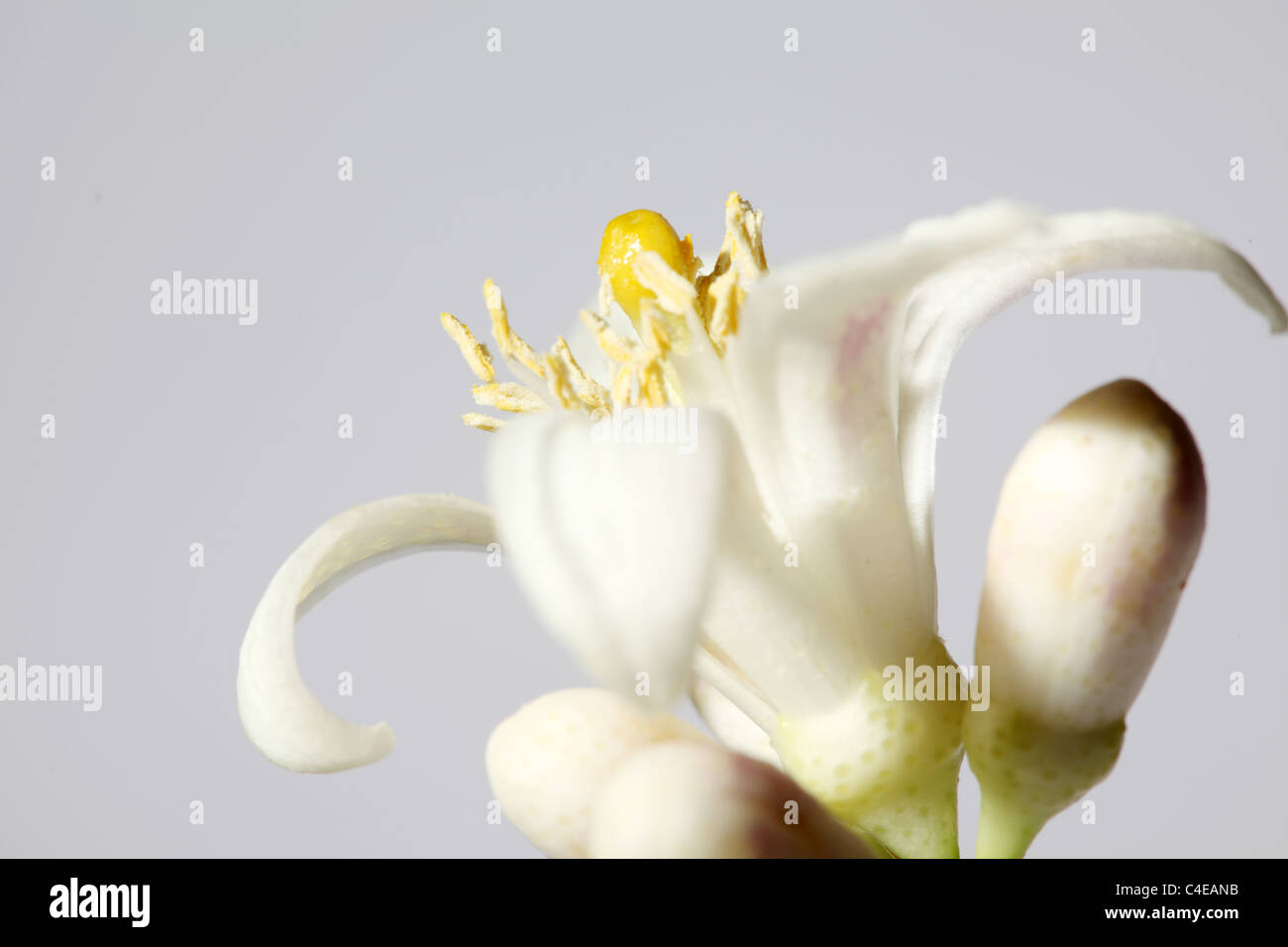 Lemon tree blossoms hi-res stock photography and images - Alamy