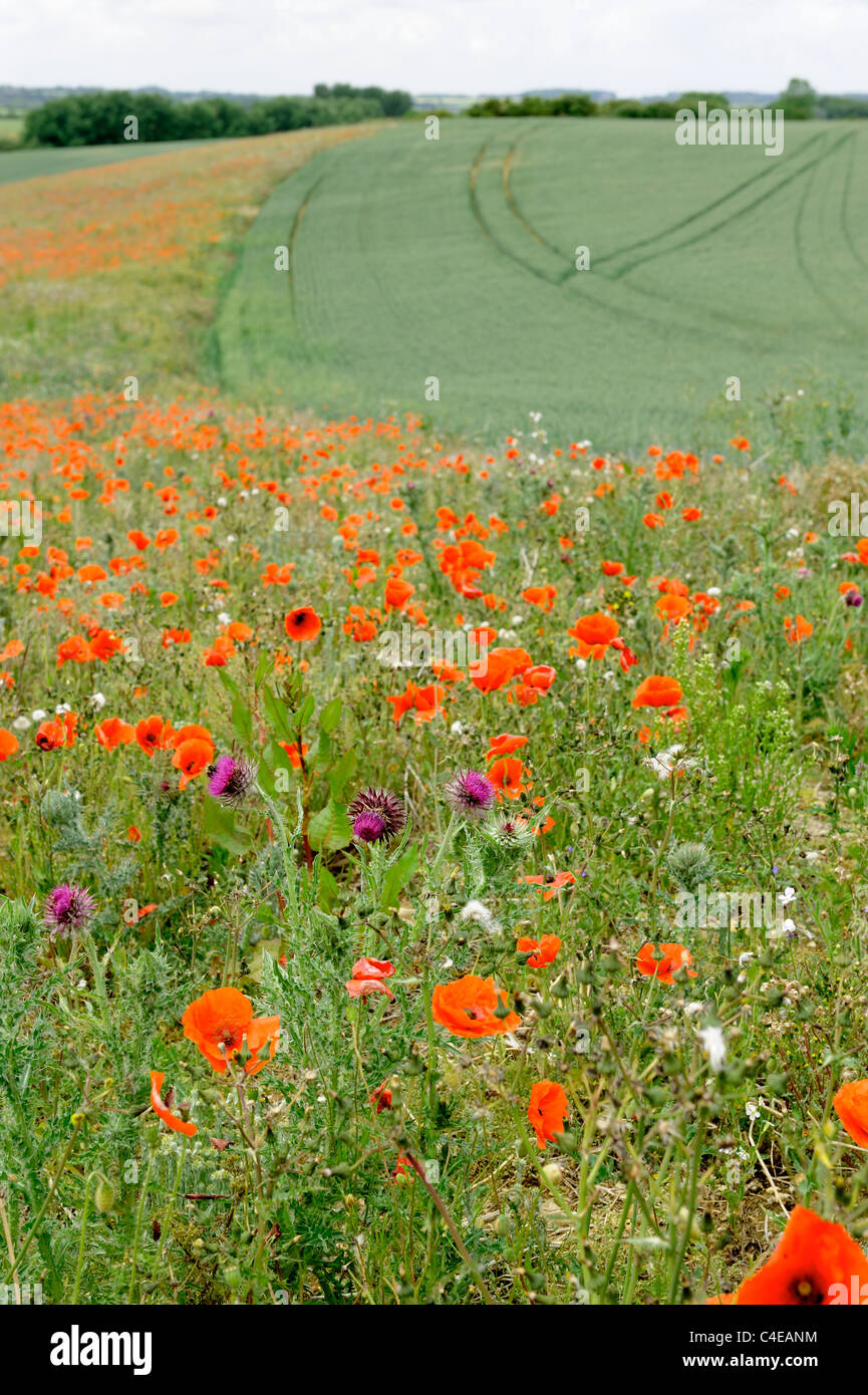 wildflowers growing on farm land Stock Photo - Alamy