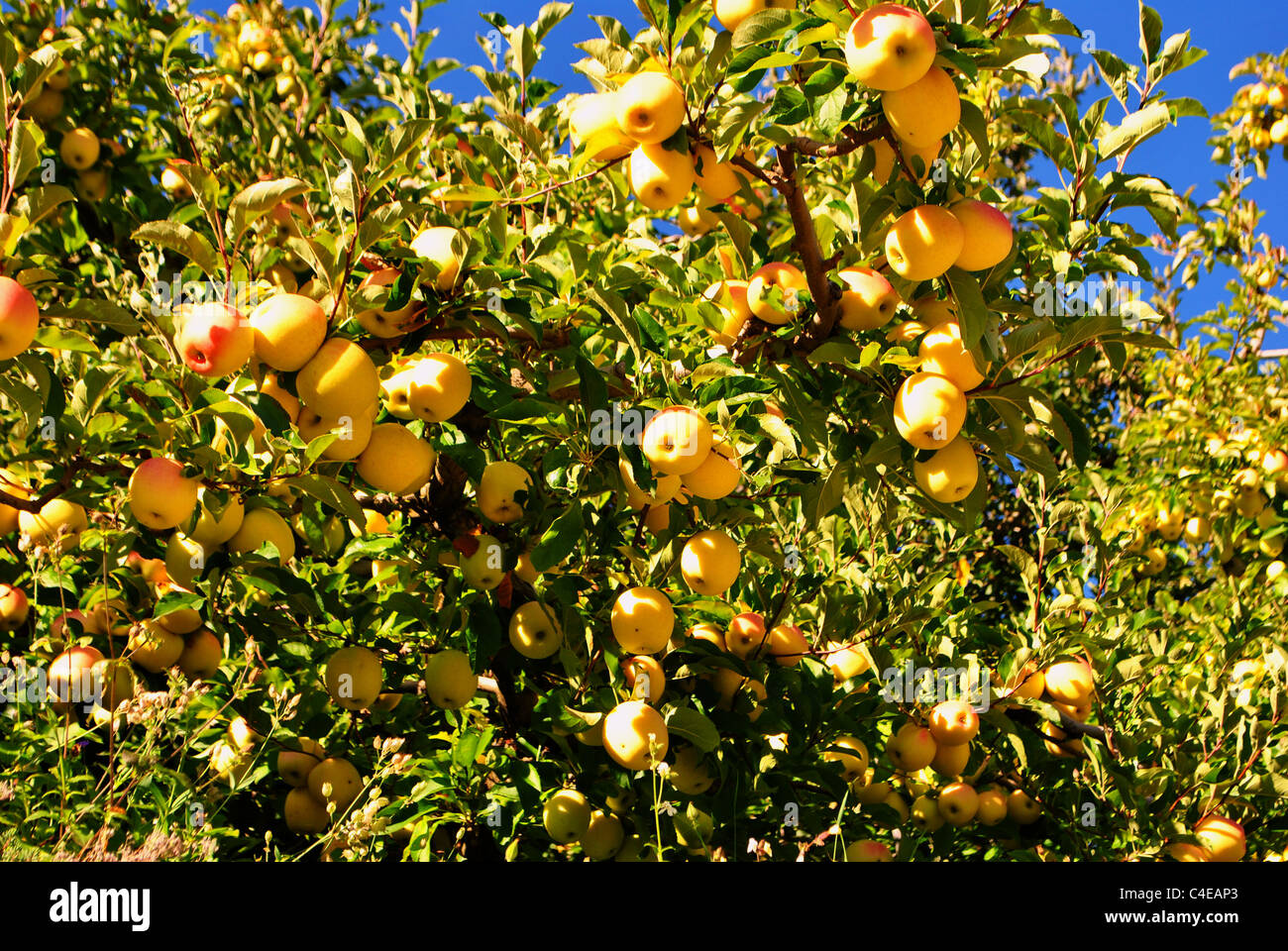 Few yellow apples hi-res stock photography and images - Alamy